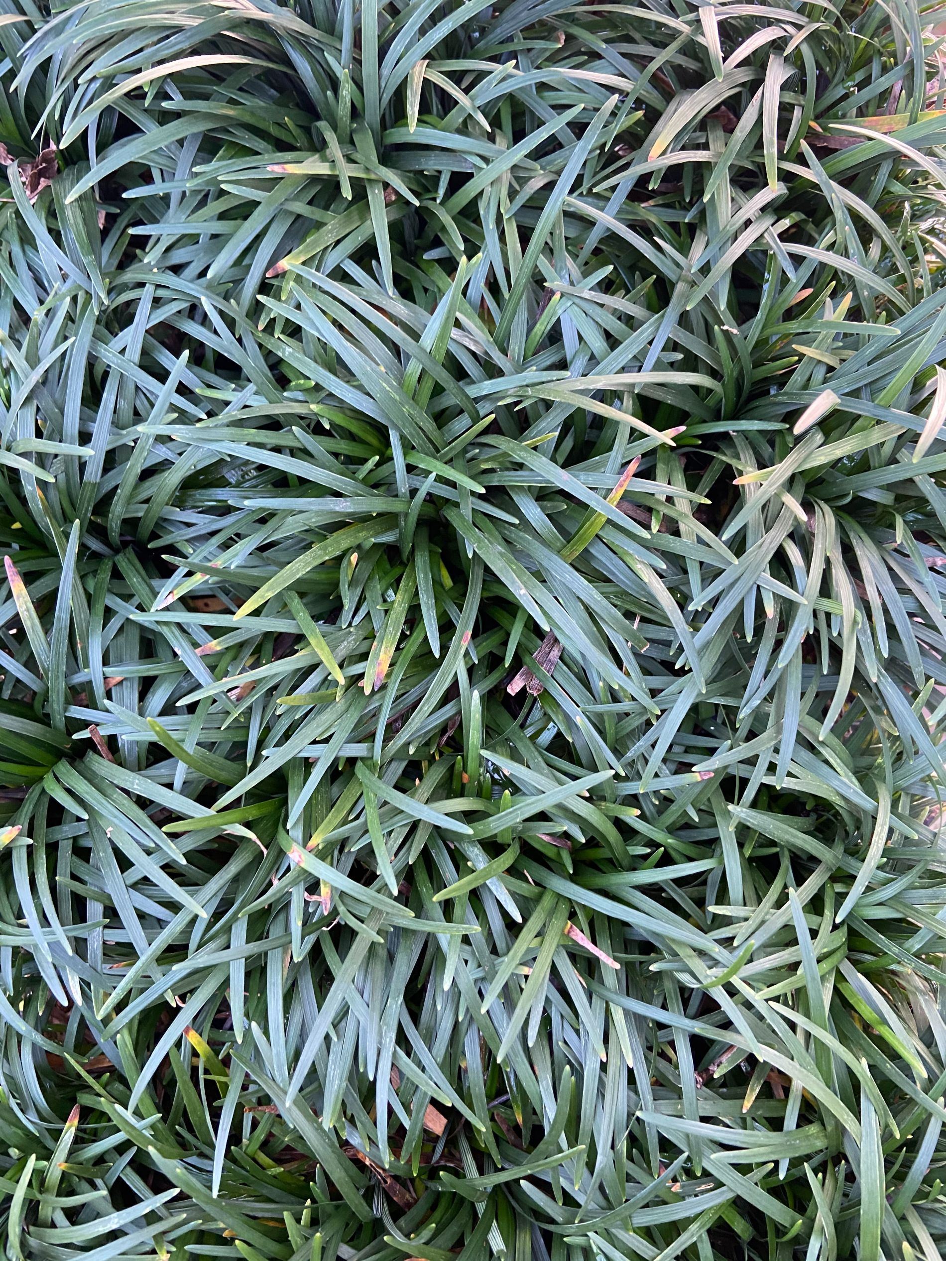 Ophiopogon Japonicus ‘nana Minders Nursery